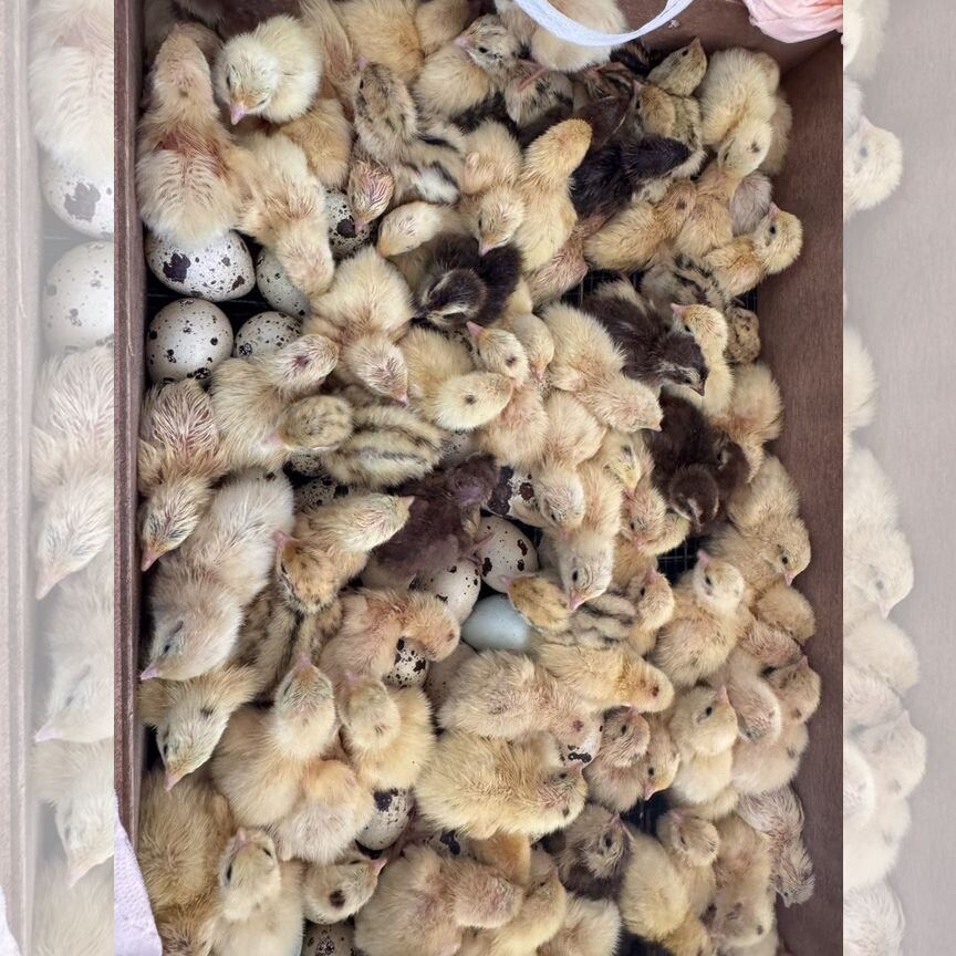 Перепелята суточные