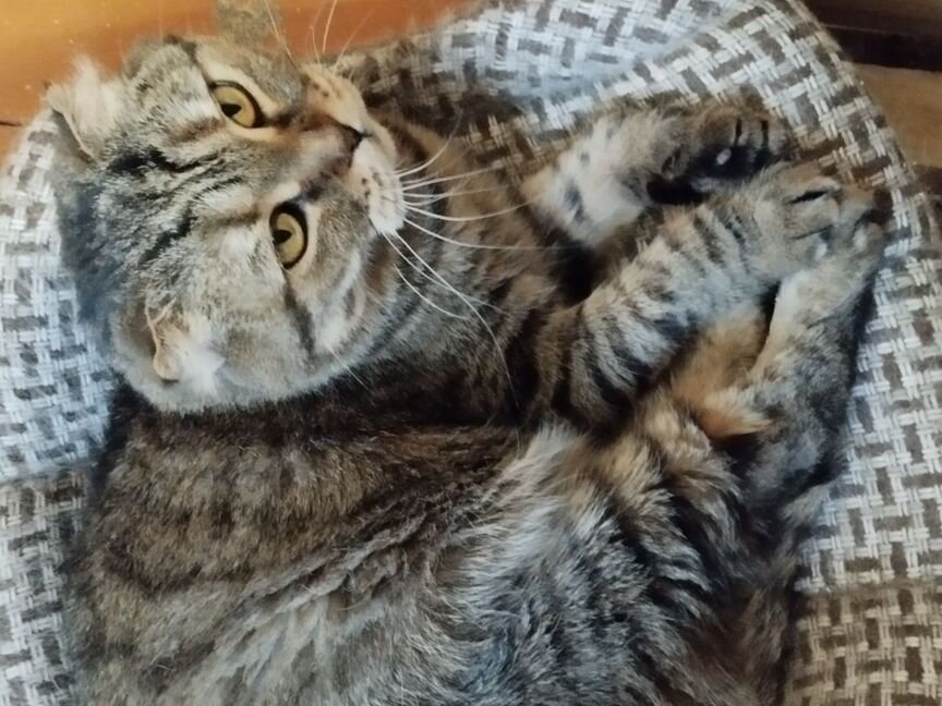 Кошка шотландка Баффи ищет дом
