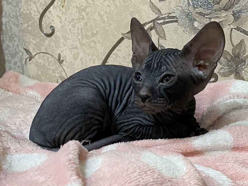 Донской сфинкс