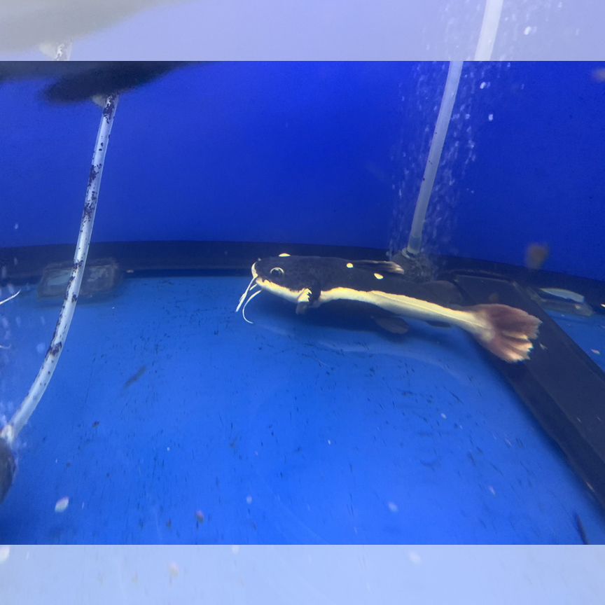 Краснохвостый сом