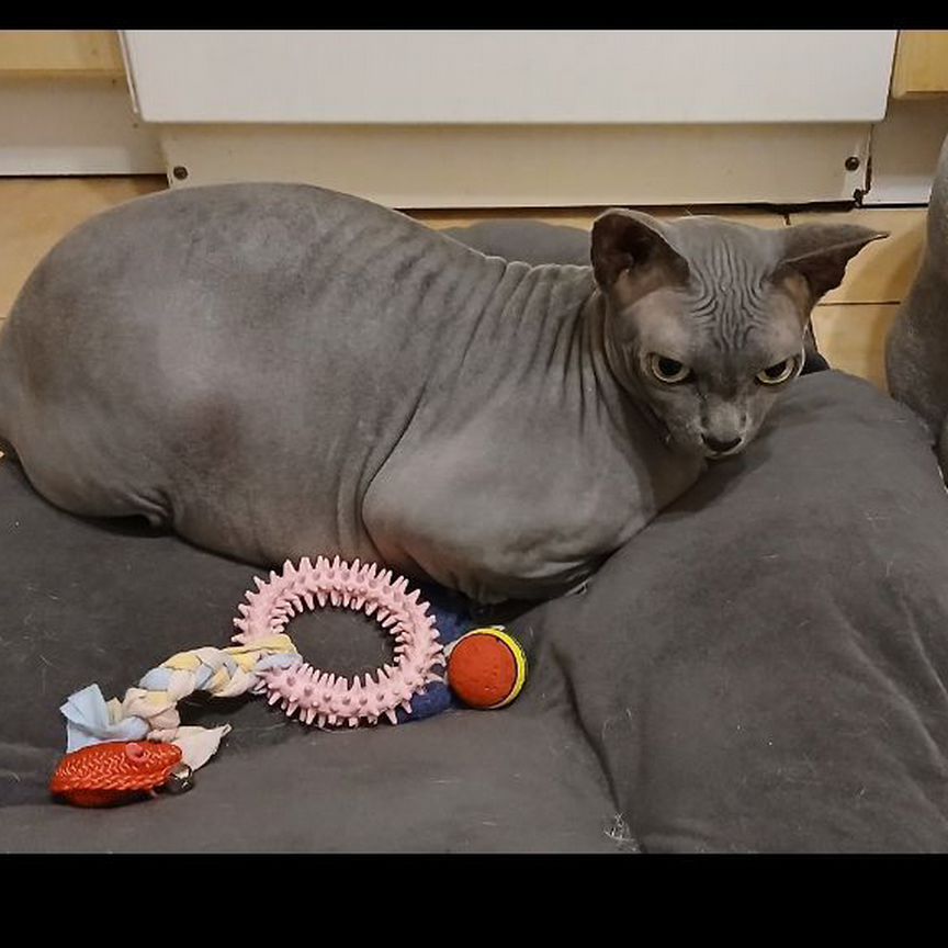 Канадский сфинкс, взрослый кот