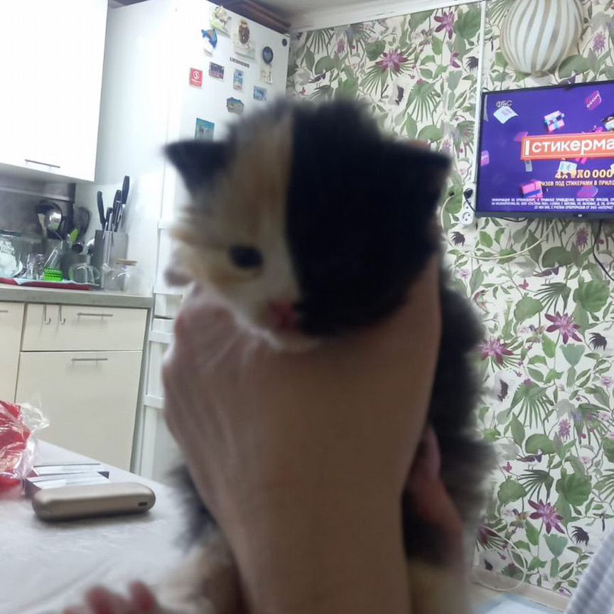 Котенок