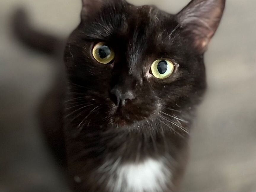 Кошечка темный шоколад 1 год