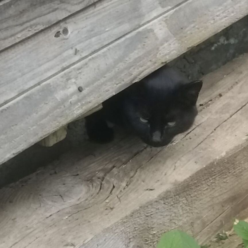 Взрослая, кошка в добрые руки
