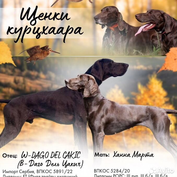 Щенки курцхаара