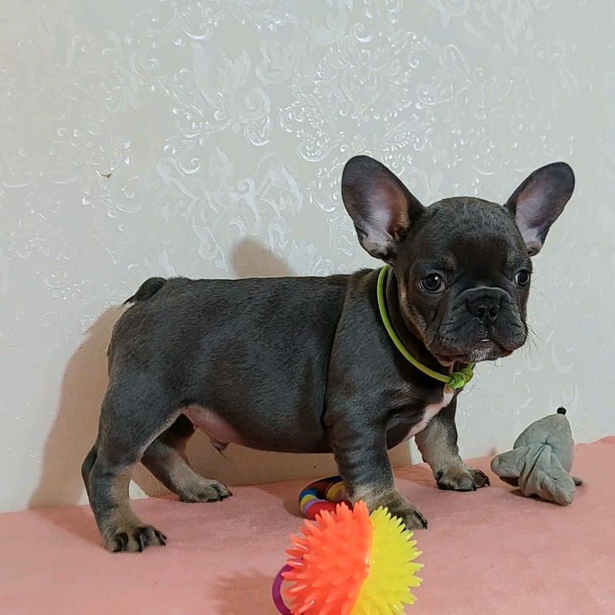 Голубой с подпалом мальчик щенок