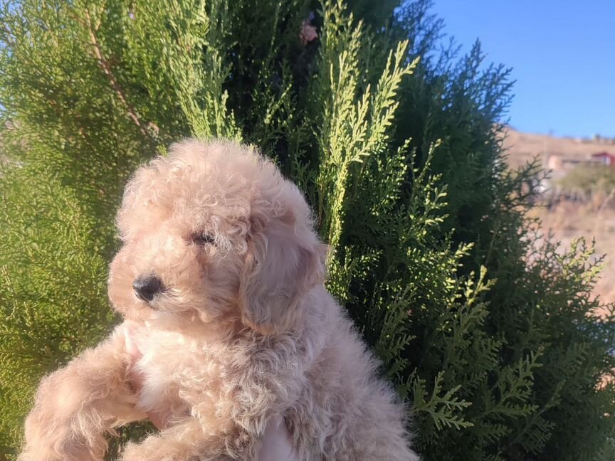 Тедди Мальтипу