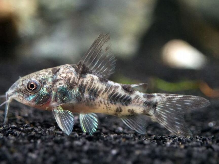 Коридорас крабчатый