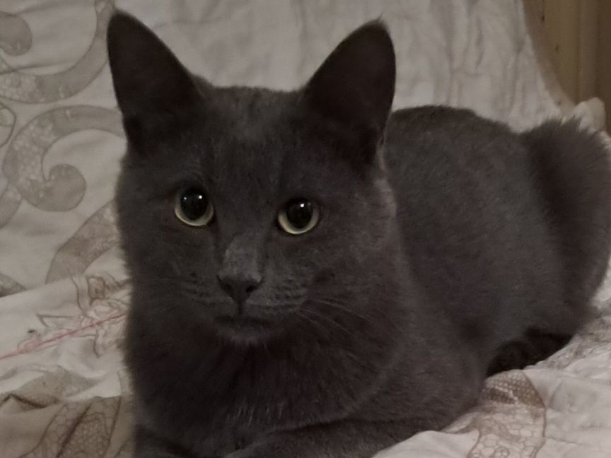 Пристрой котёнка