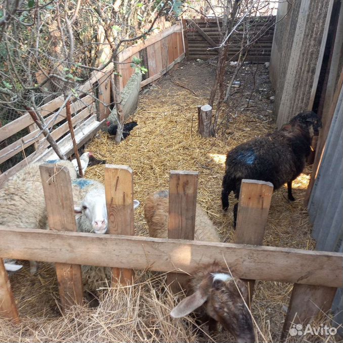 Баранчики на мясо