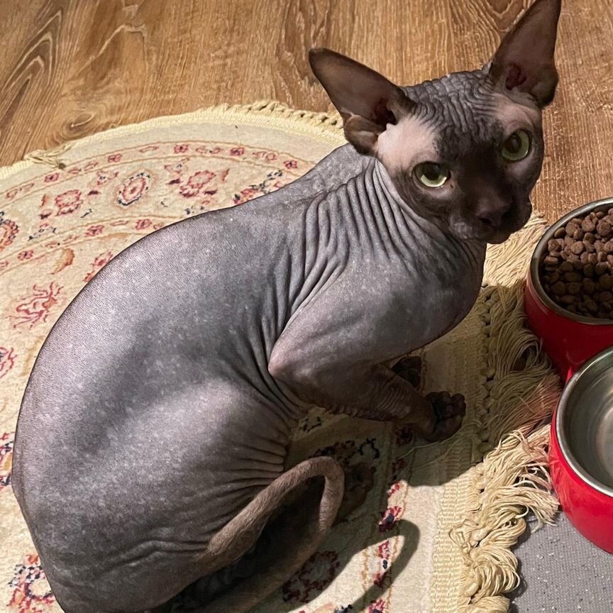 Канадский сфинкс