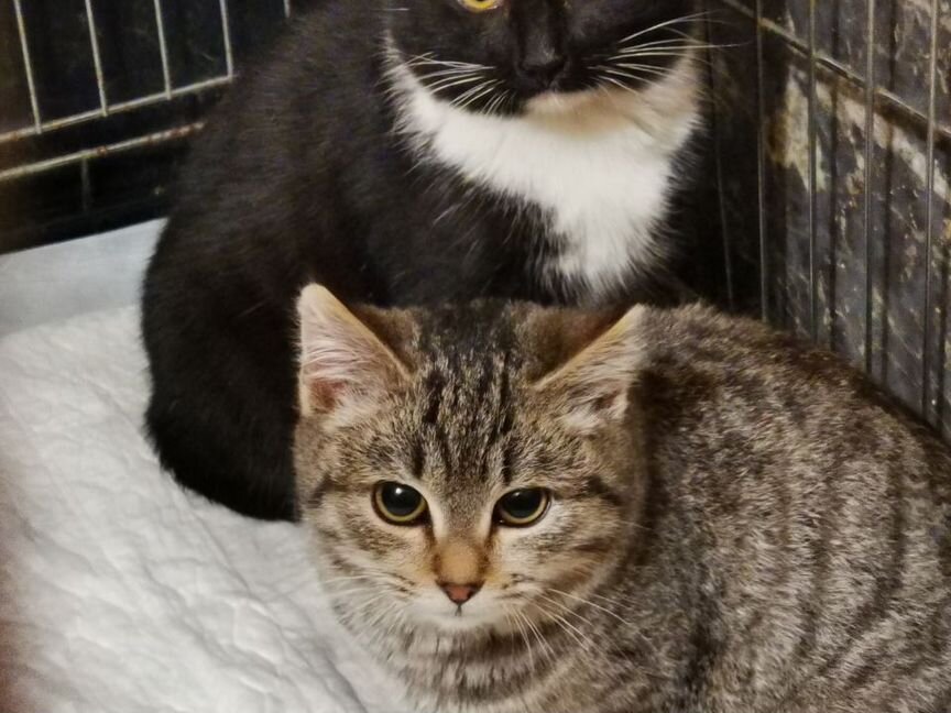 Котята