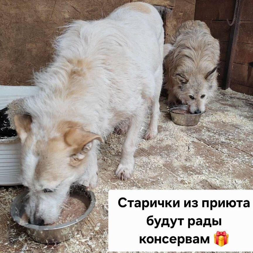 Взрослый пёс в добрые руки