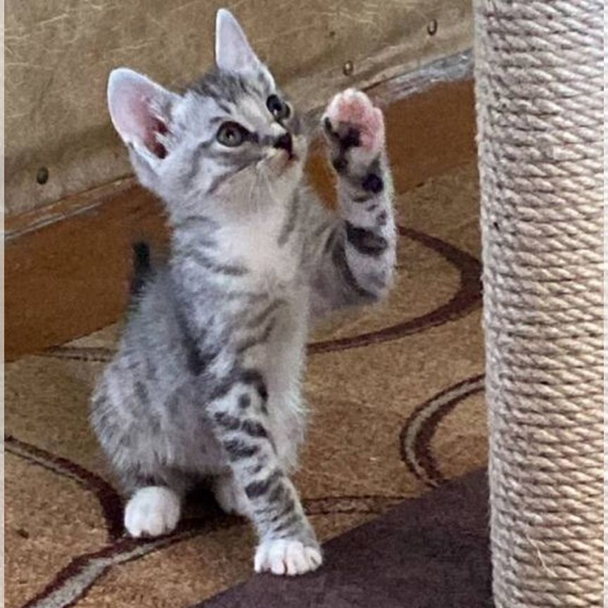 Котенок в добрые руки