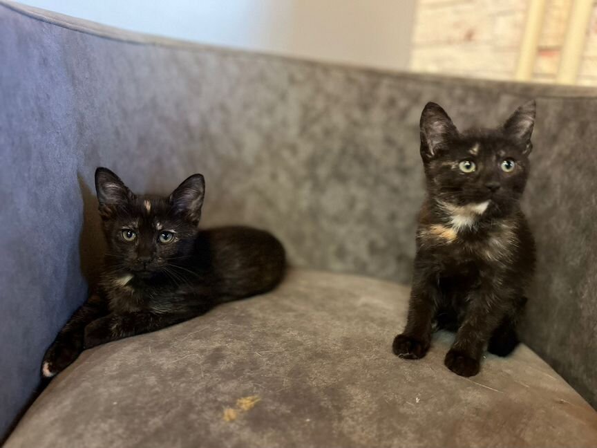 Котята девочки окраса"черепашка"