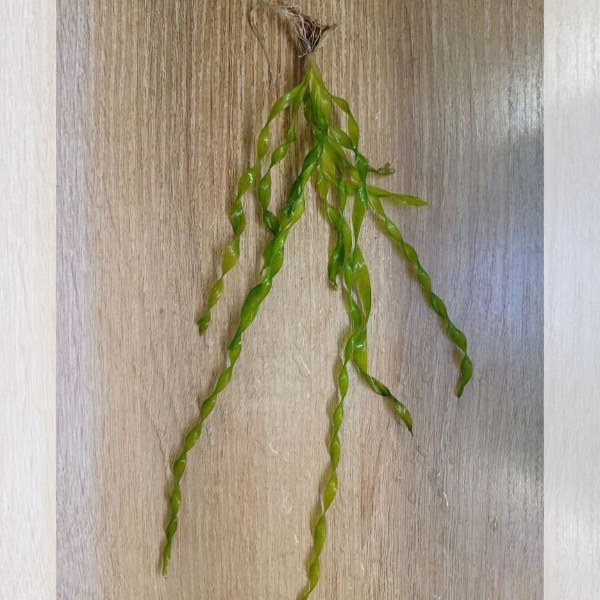 Валлиснерия спиральная с корнями