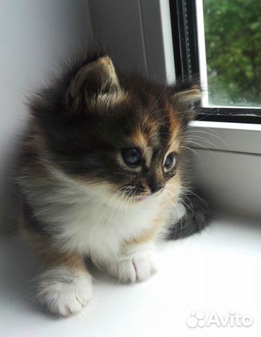 Котёнок