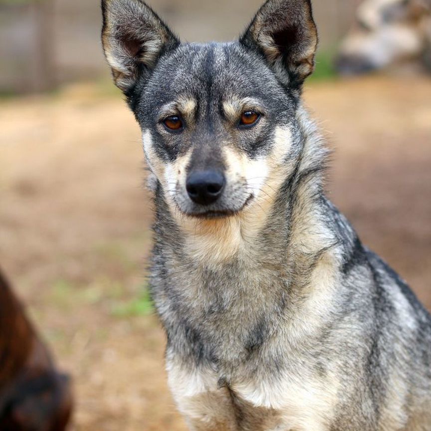 Собака в добрые руки,небольшая