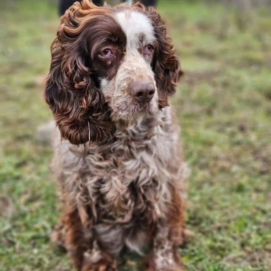 Спаниель в добрые руки