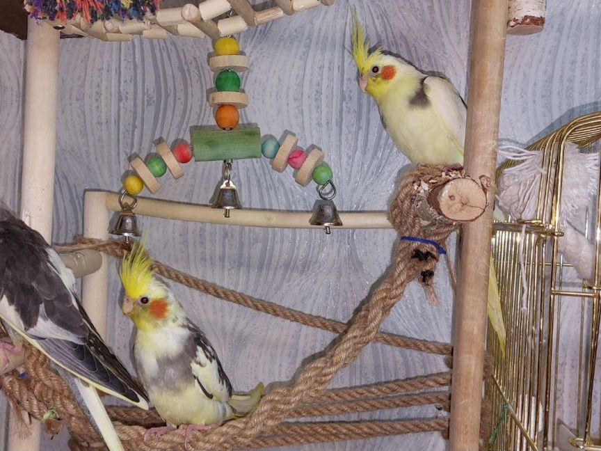 Птенцы попугая кореллы