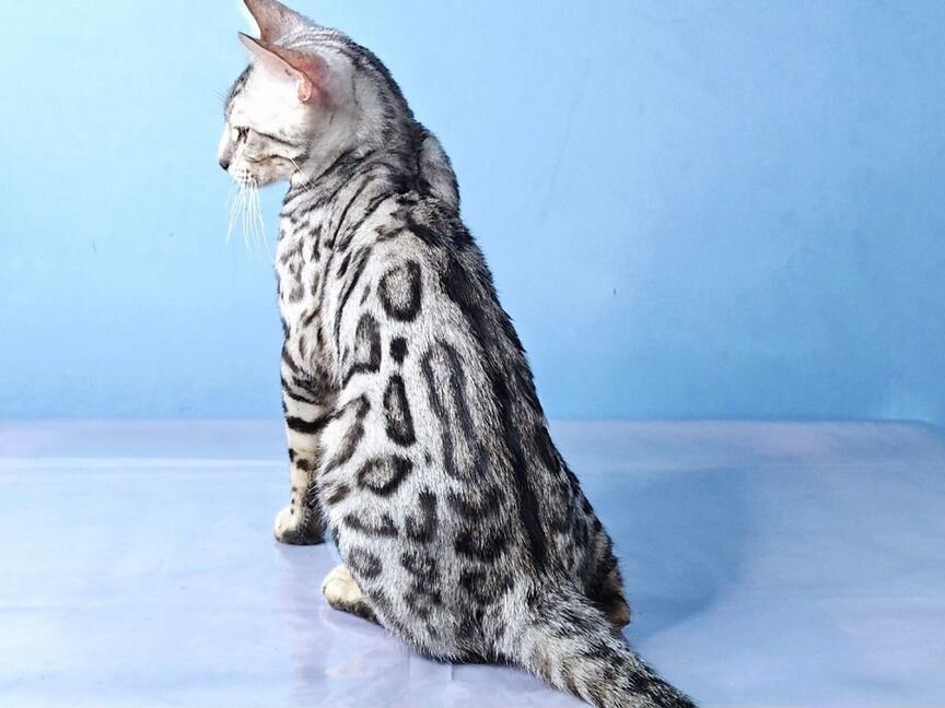 Шикарный котик серебро (серебряного окраса)