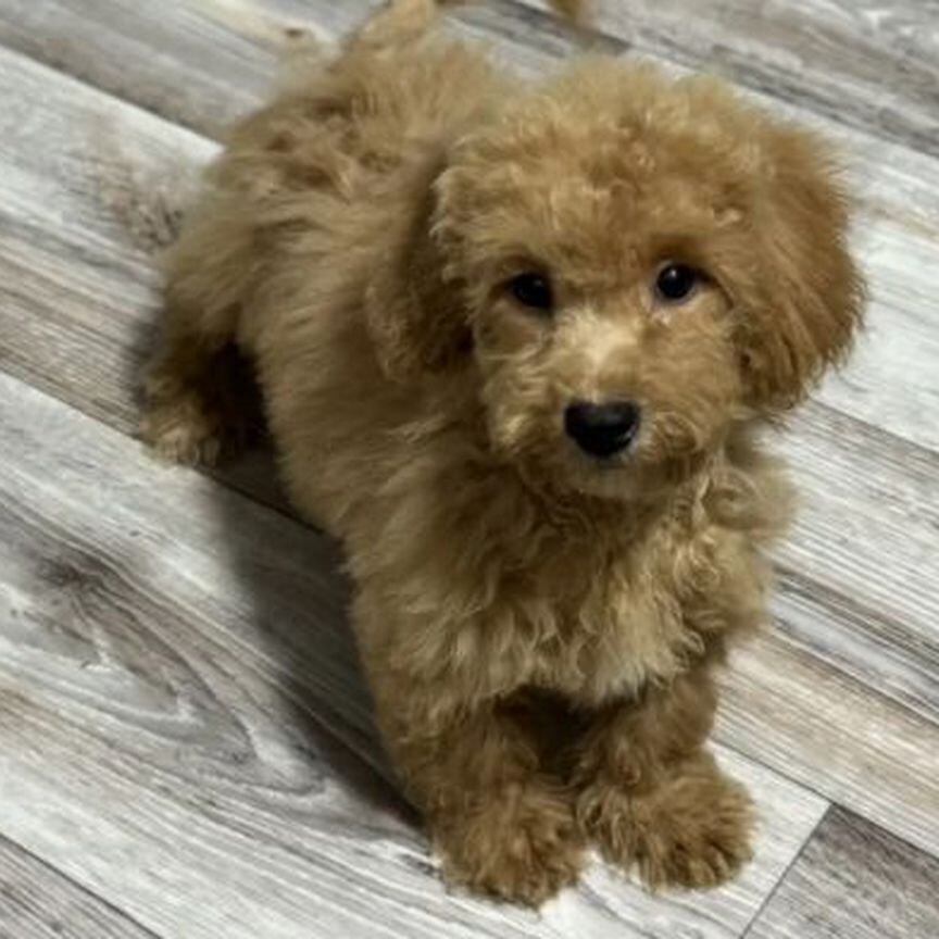 Мальтипу, щенок