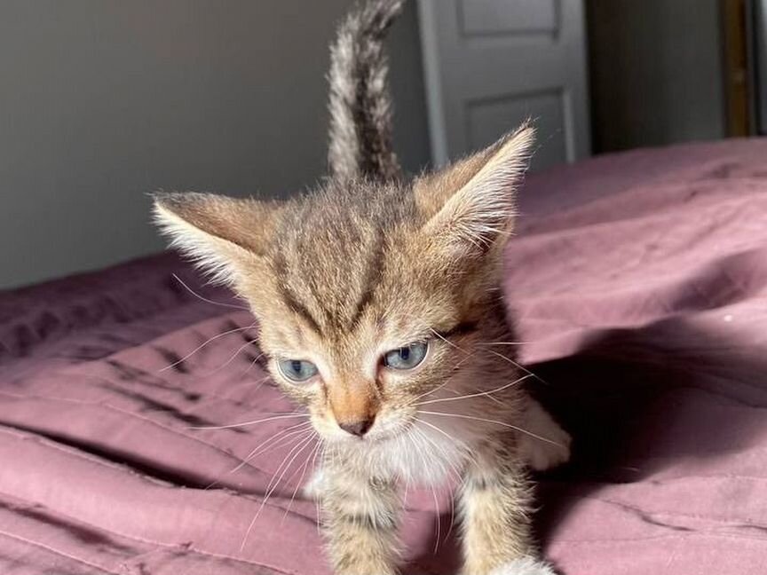 Кошка