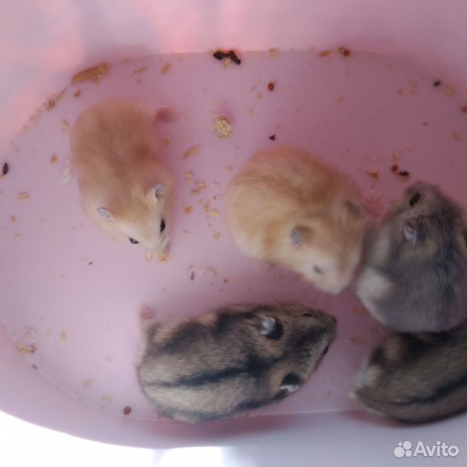 Джунгарские хомячки в добрые руки