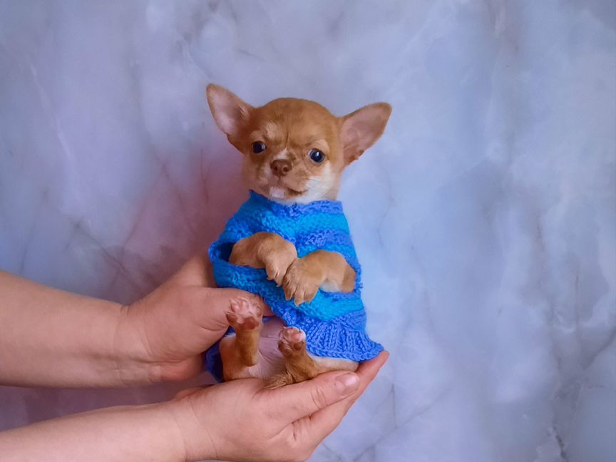 Чихуахуа,мини мальчик Ёся