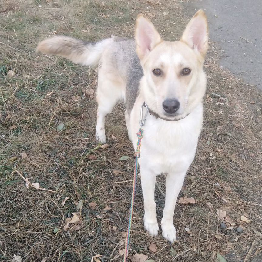 Взрослая собака в добрые руки