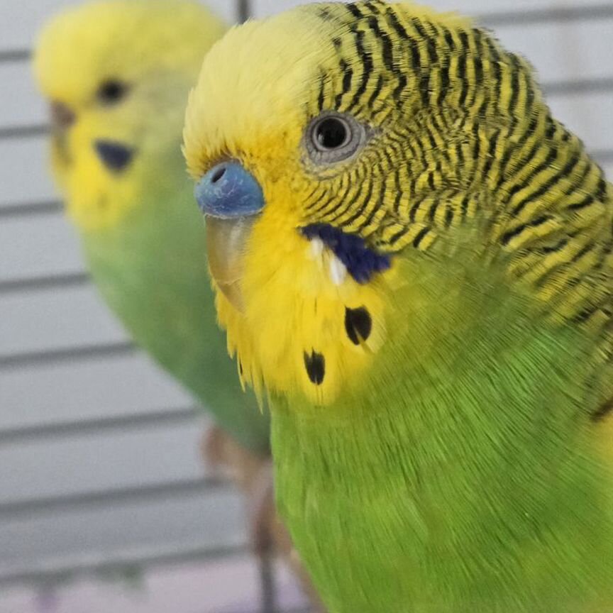 Волнистые попугаи