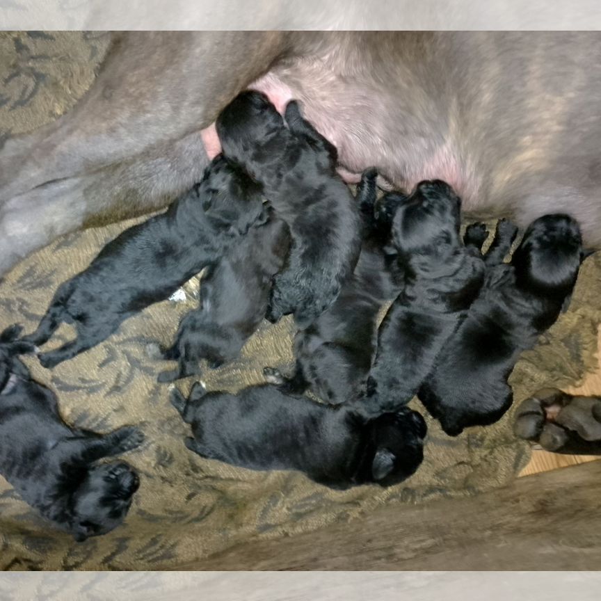 Щенки коне корсо