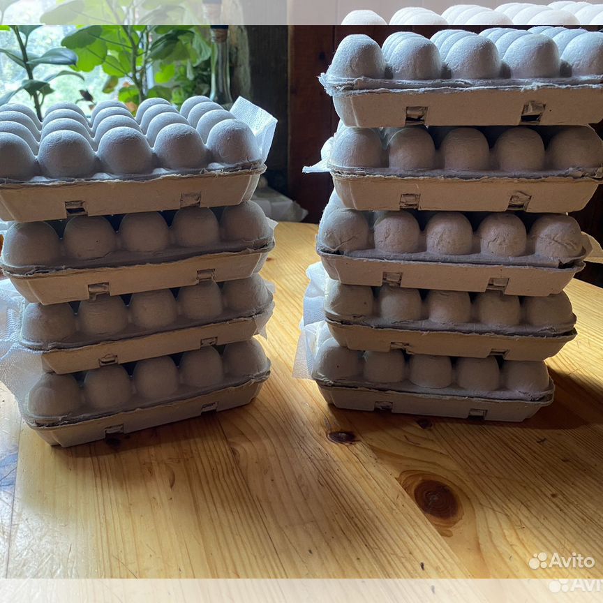 Инкубационное яйцо московский гигант