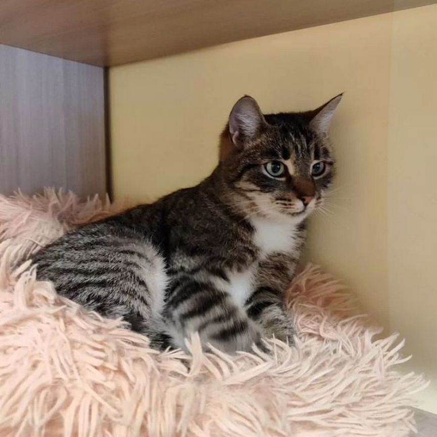 В добрые и ответственные руки