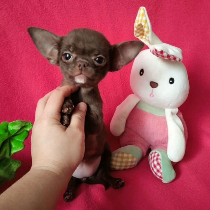 Мини девочка чихуахуа