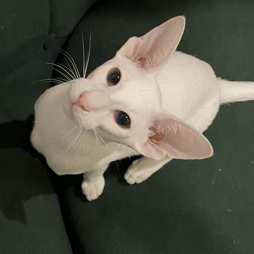 Ориентальные котята