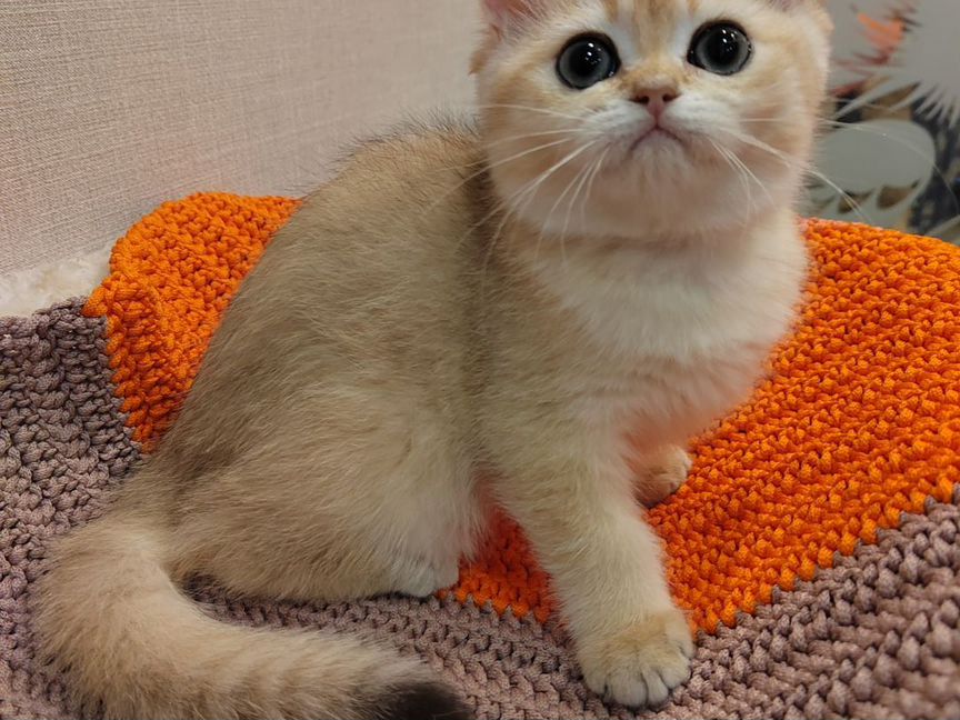 Золотая британская девочка