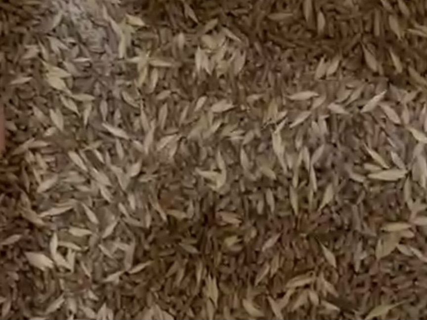 Зерно и зерноотходы