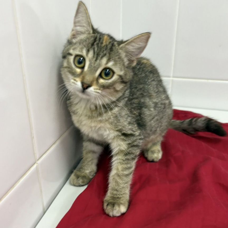 Котенок в добрые руки