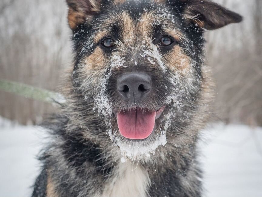 Милая собачка Рози в добрые руки бесплатно