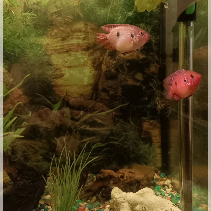 Хромис красавец