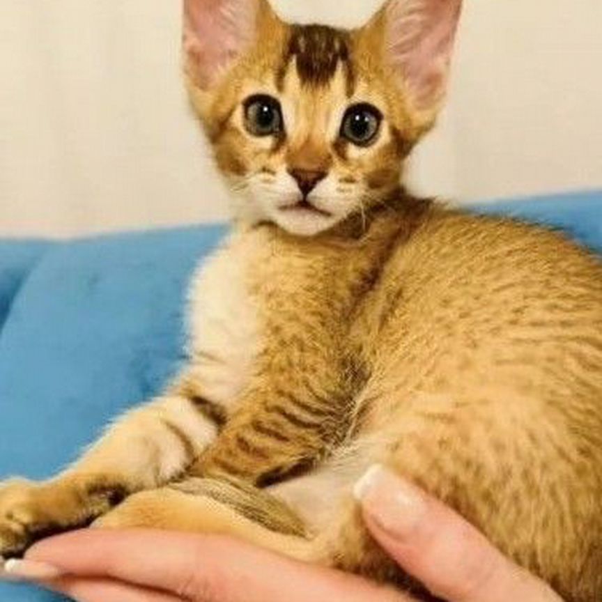 Котята