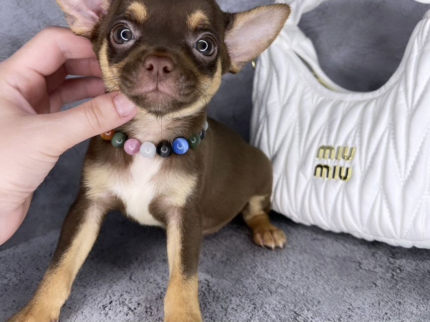 Чихуахуа шоколадный мальчик