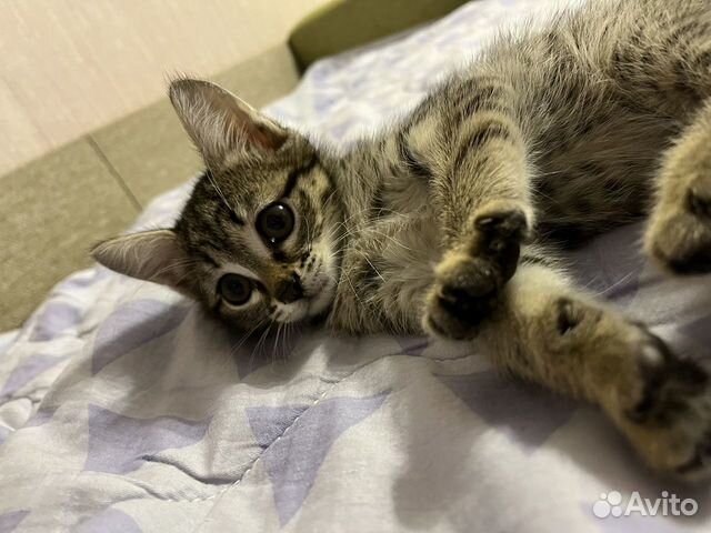 Котенок