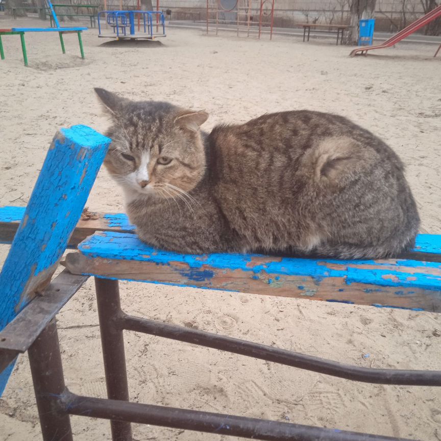 Найдена кошка