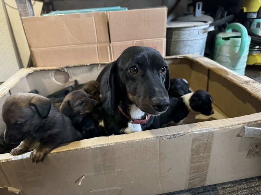 Щенята полукровки таксы в добрые руки