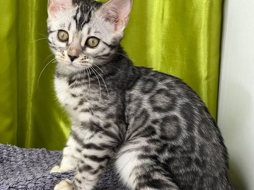 Бенгальская девочка Галлактика окрас серебро