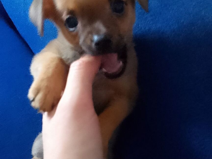 Отдам в добрые руки щеночка девочку