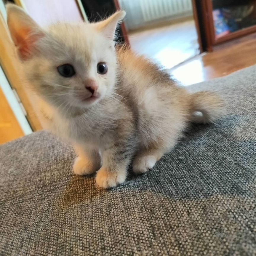 Кошка в дар