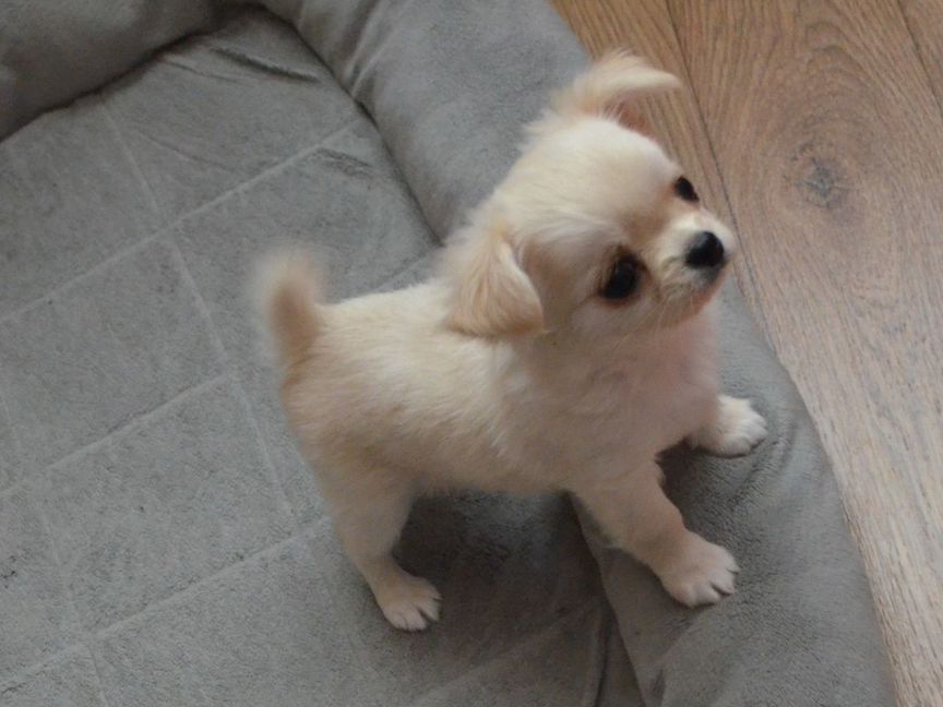 Красивый мальчишка-чишка 5 мес